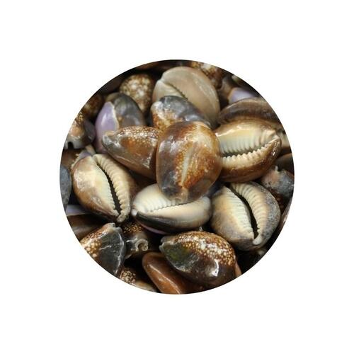 Comprar BÚZIO AFRICANO MÉDIO PACOTE COM 5 UNIDADES - R$13,90